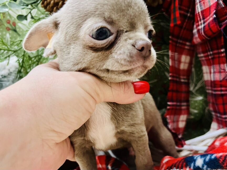 Чихуахуа мини