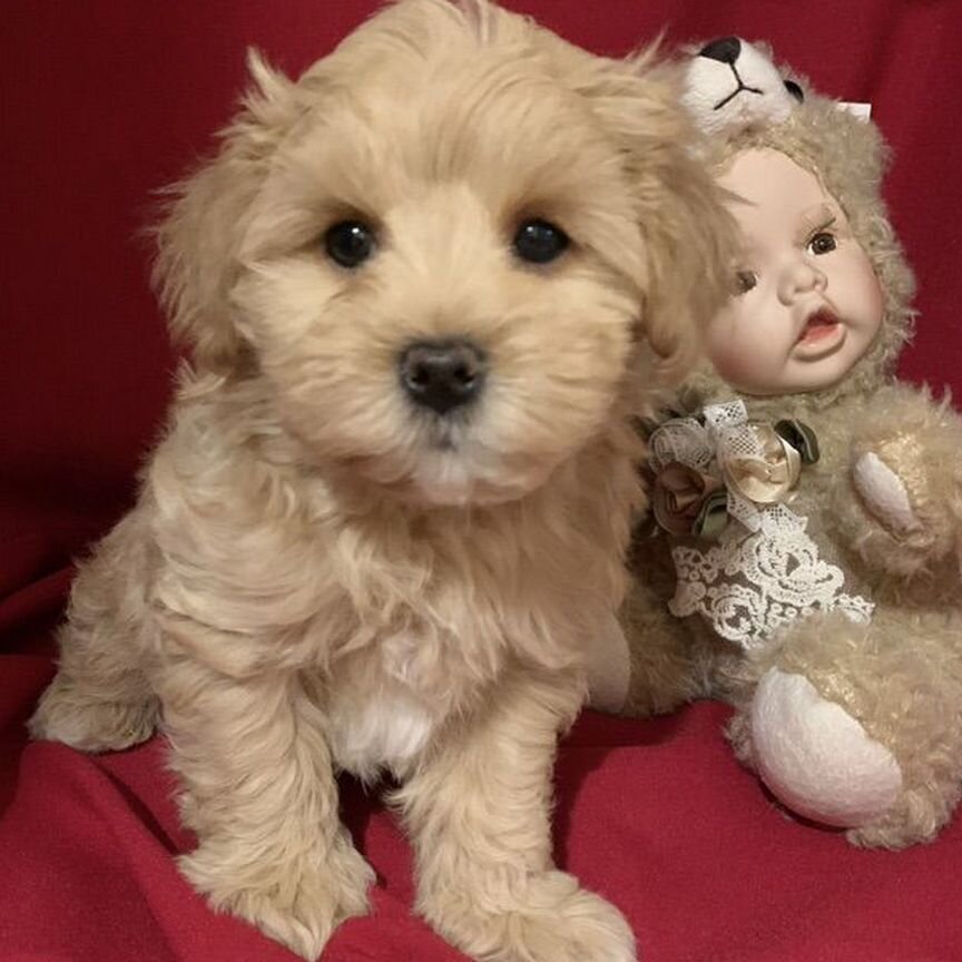 Мальтипу, щенок