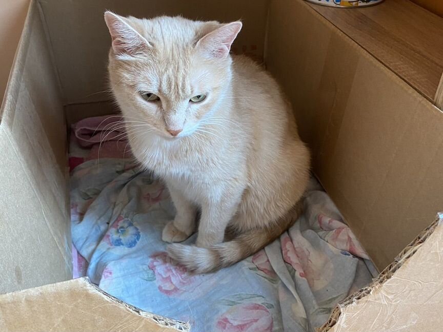 Кошка