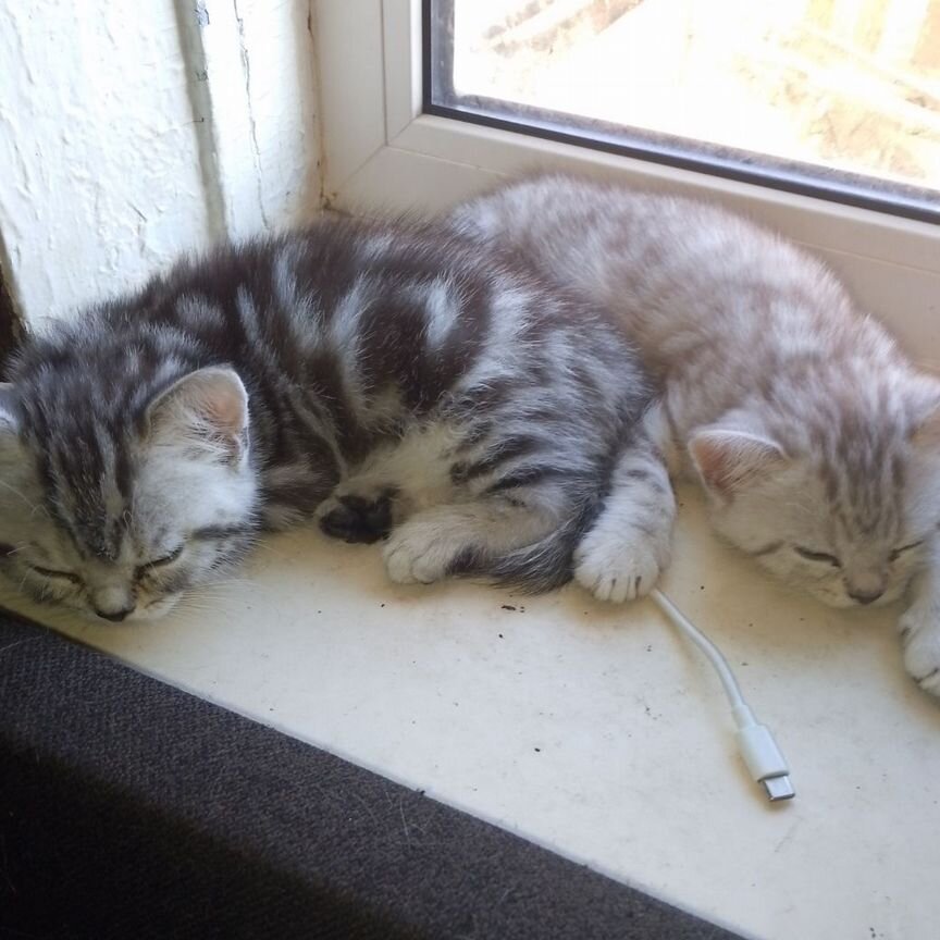 Котята