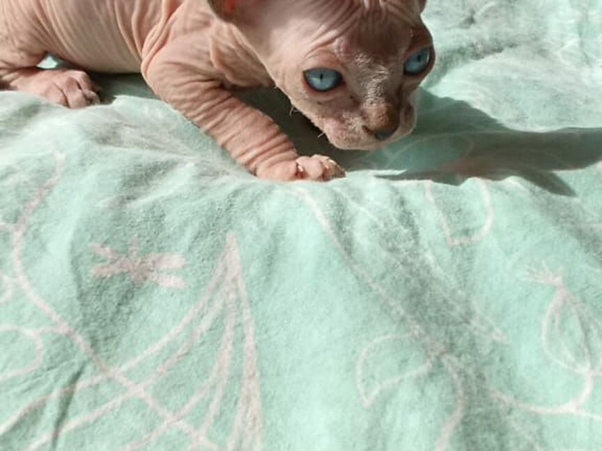 Канадский сфинкс котенок