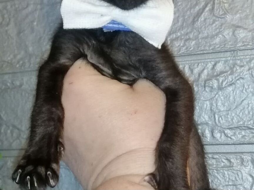 Кошка орентальная