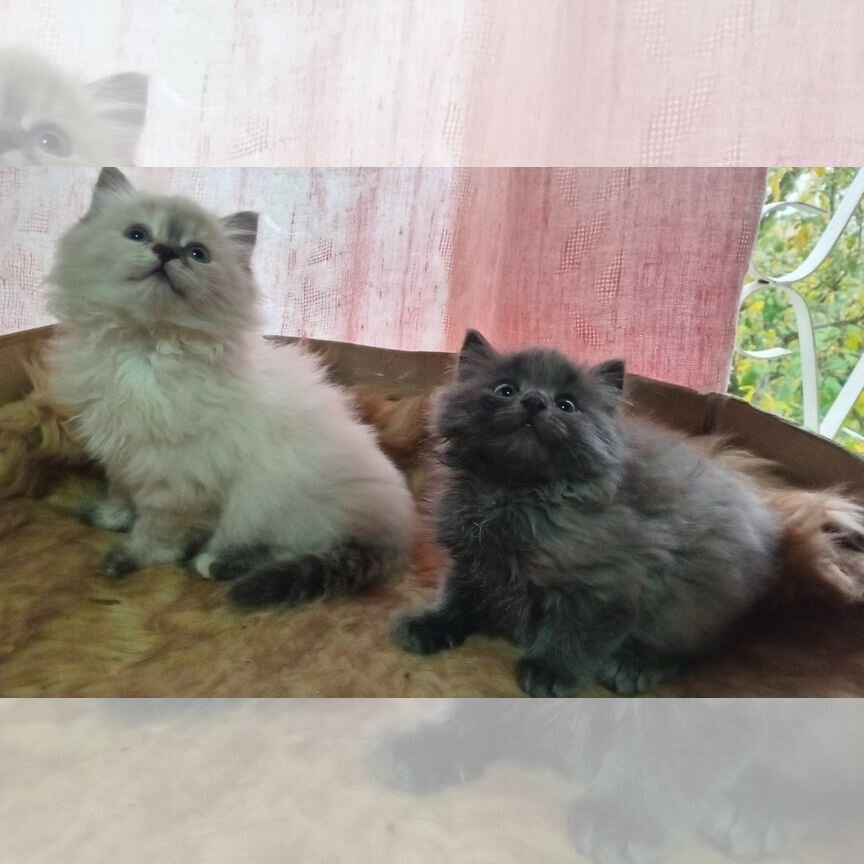 Котята в добрые руки бесплатно