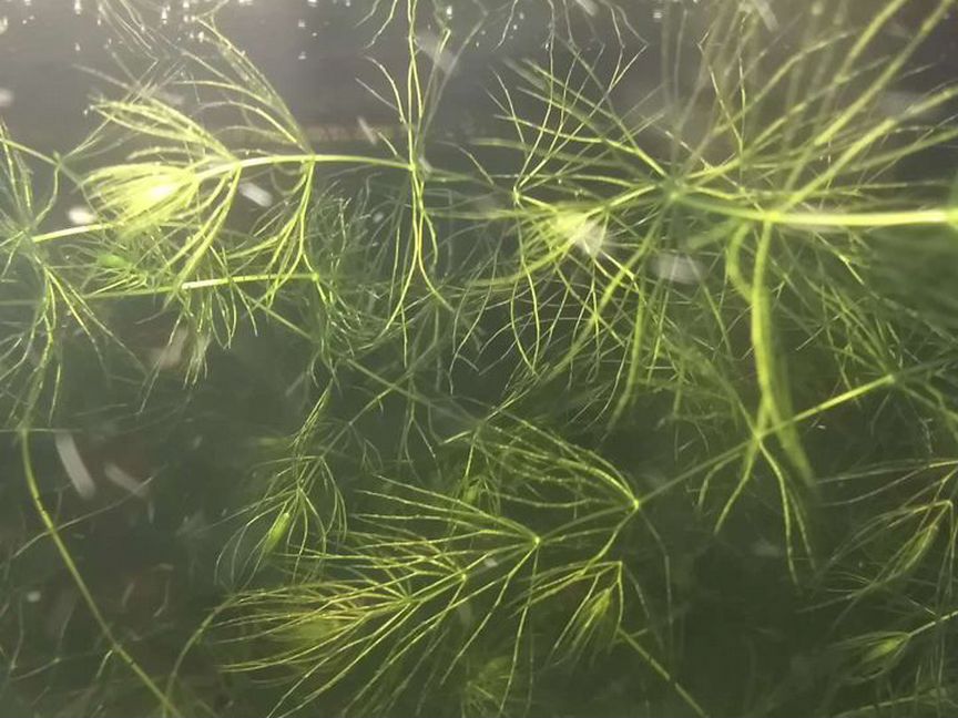 Аквариумное растение