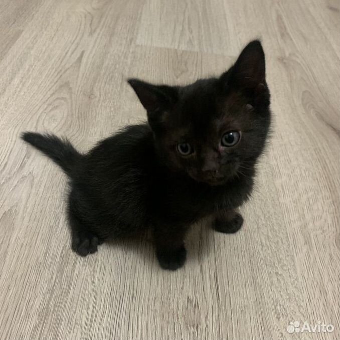 Котята сфинкса черного окраса