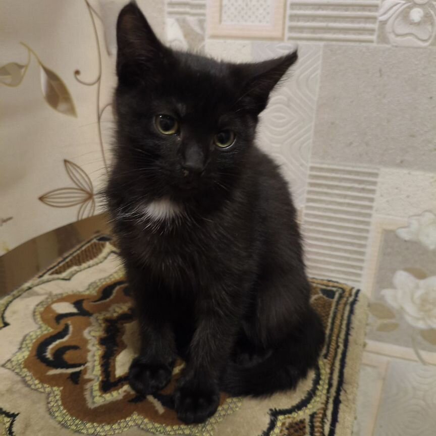 Котёнок в добрые руки