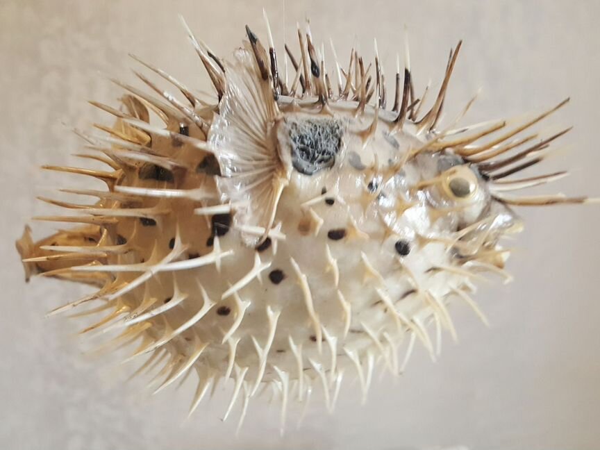 Рыба - шар С шипами(тетраодон) Ракушки