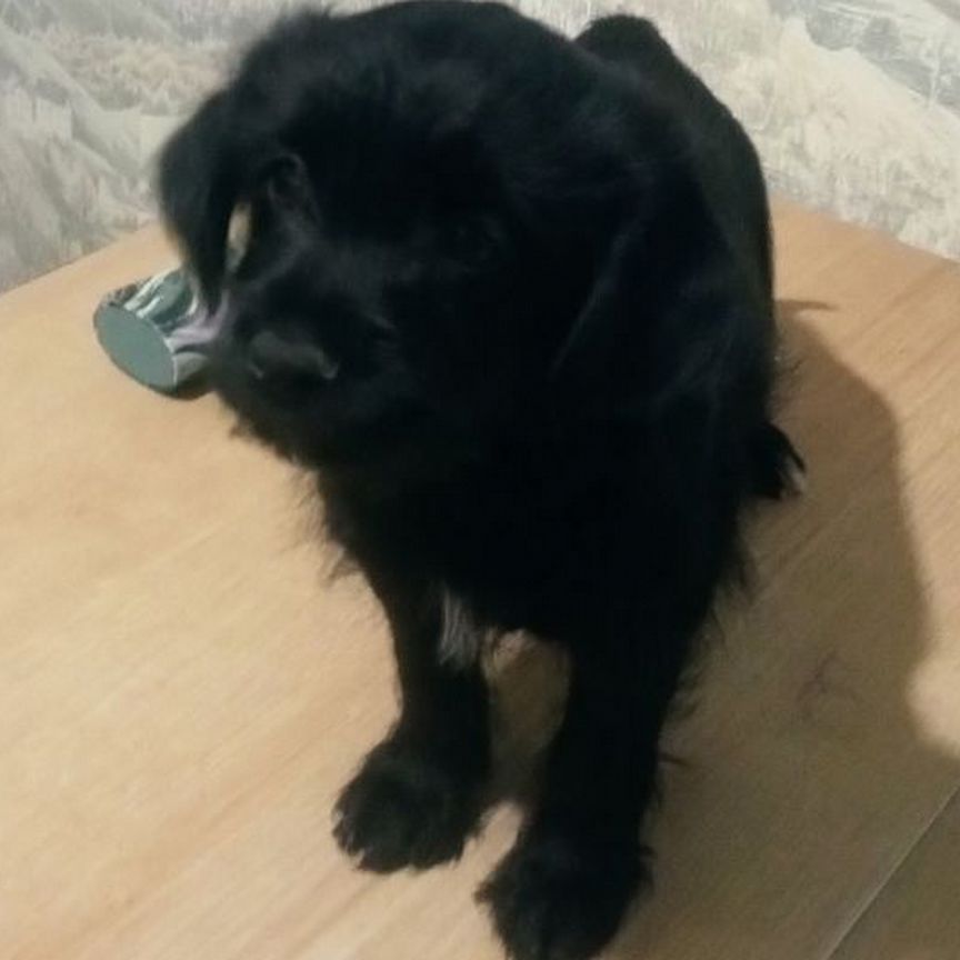 Щенок в добрые руки