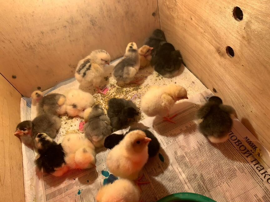 Цыплята суточные несушки