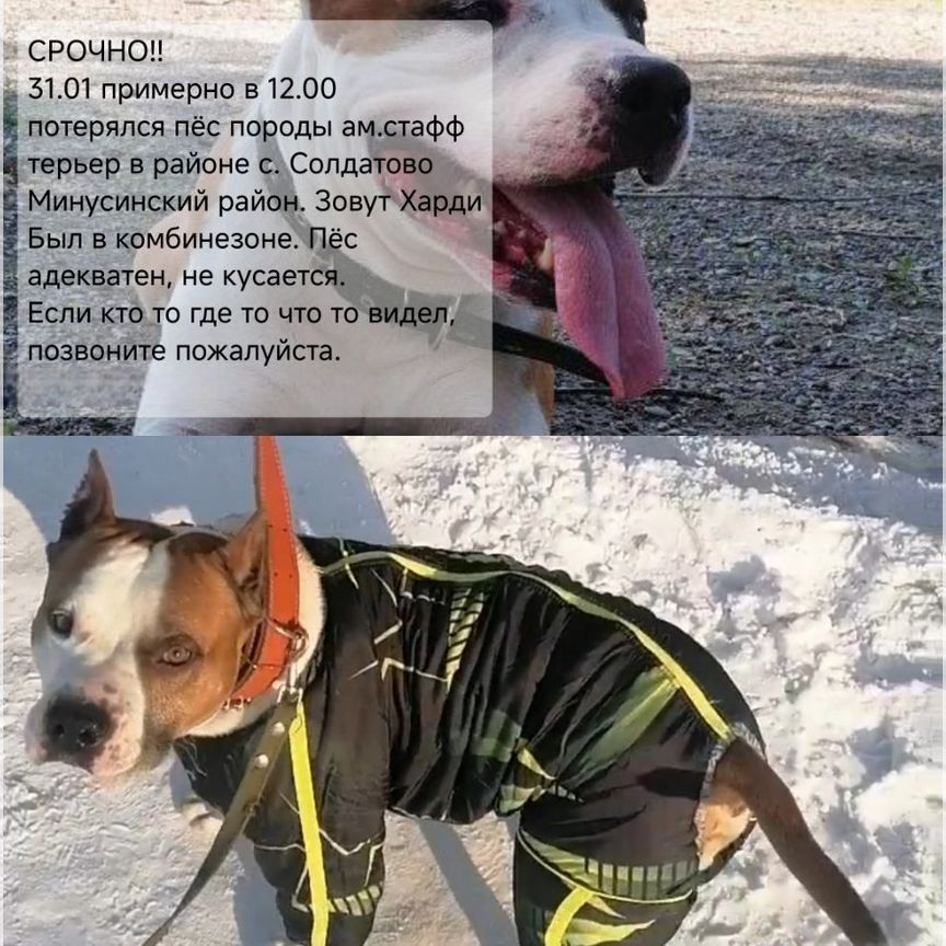 Американский стаффордширский терьер, взрослый пёс