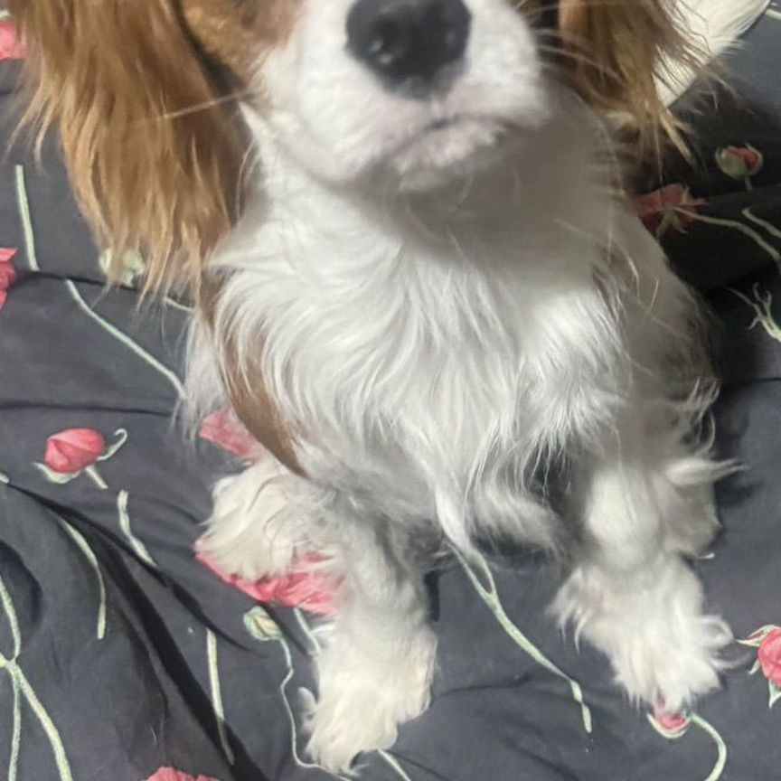 Кавалер кинг чарльз спаниель девочка