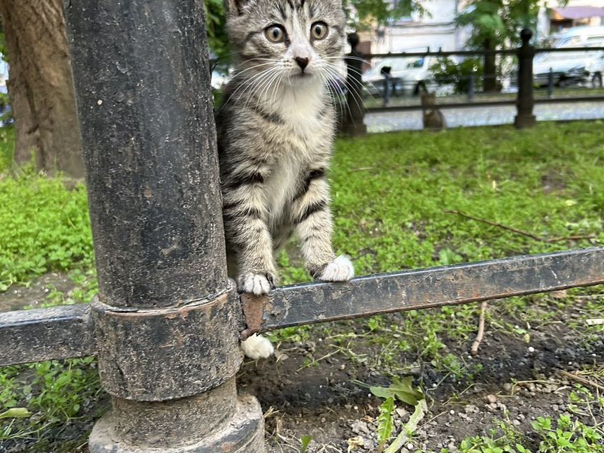 Котенок ждет своих маму папу
