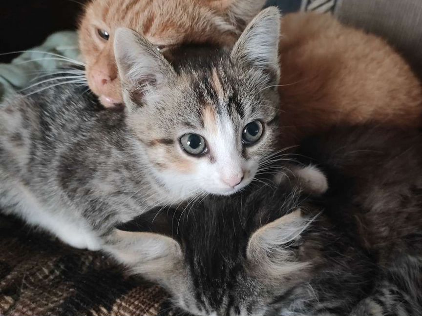 Котята