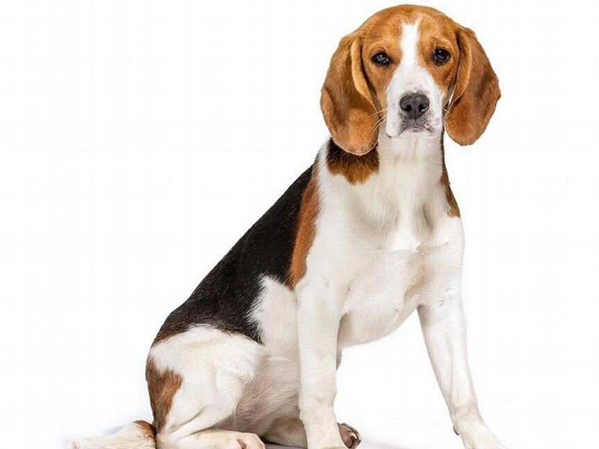 Щенок бигль девочка