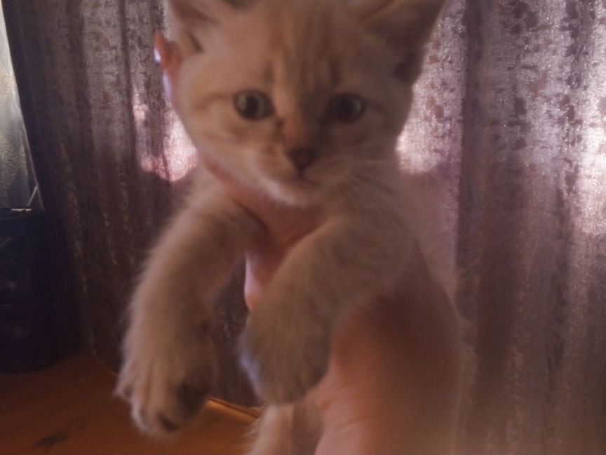 Отдам в добрые руки двух маленьких котиков