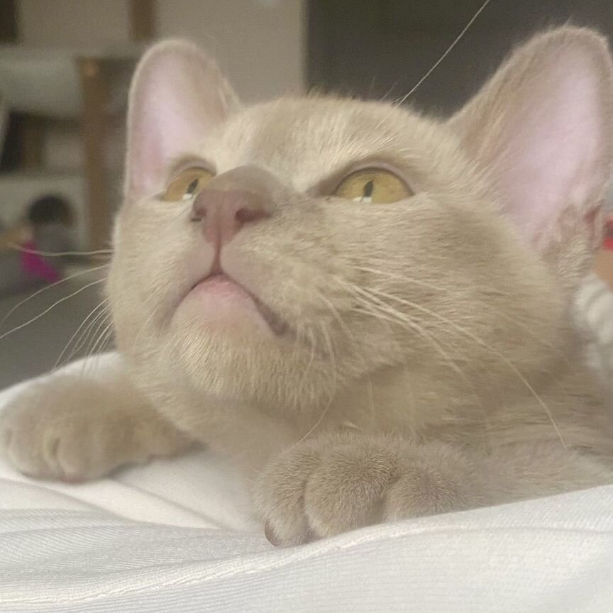Котенок бурмы