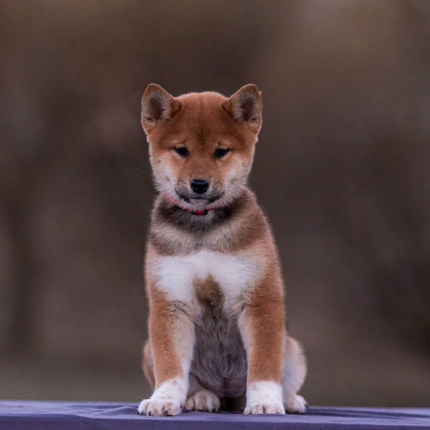 Породистые щенки сиба от Чемпиона