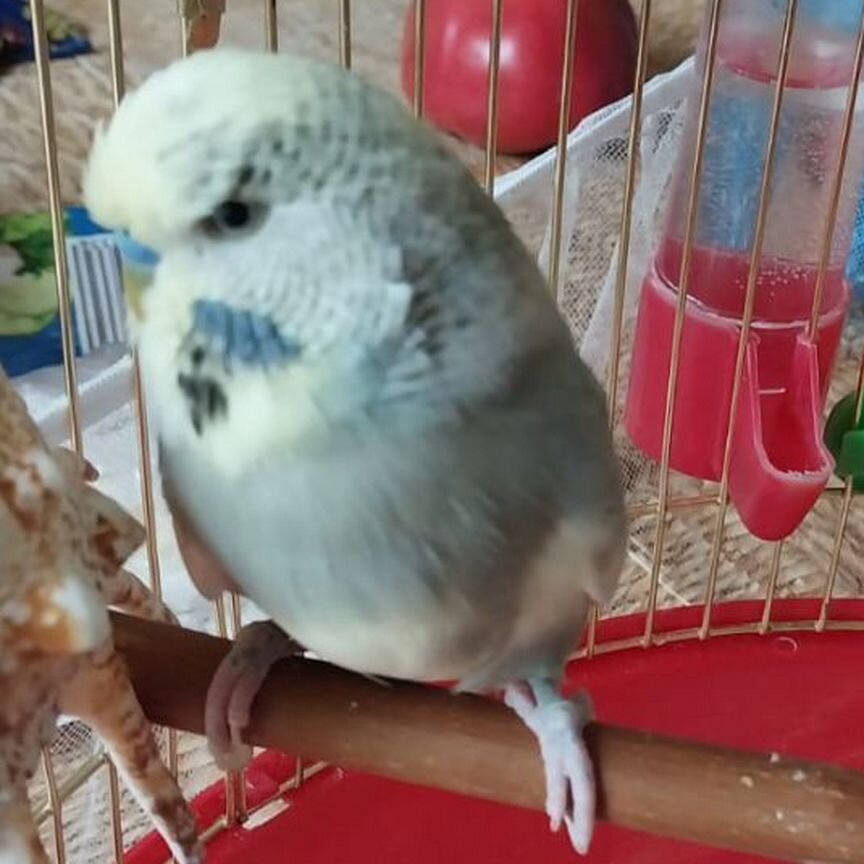 Волнистый попугай получех