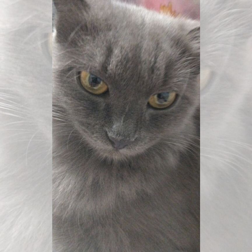 Взрослая, кошка в добрые руки