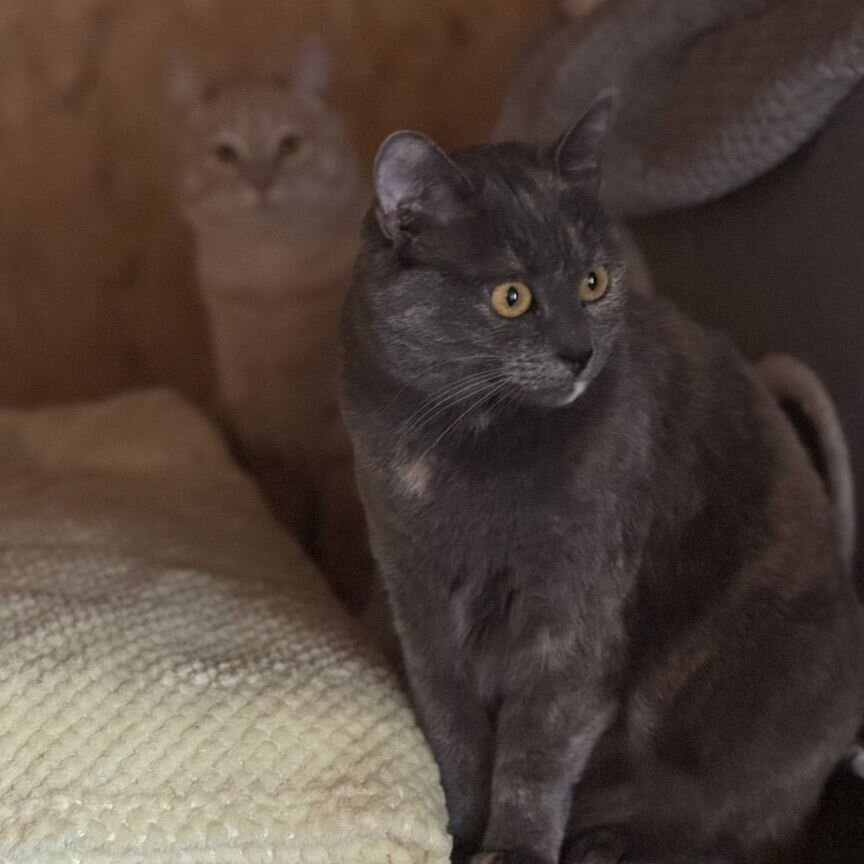 Кошка ищет дом