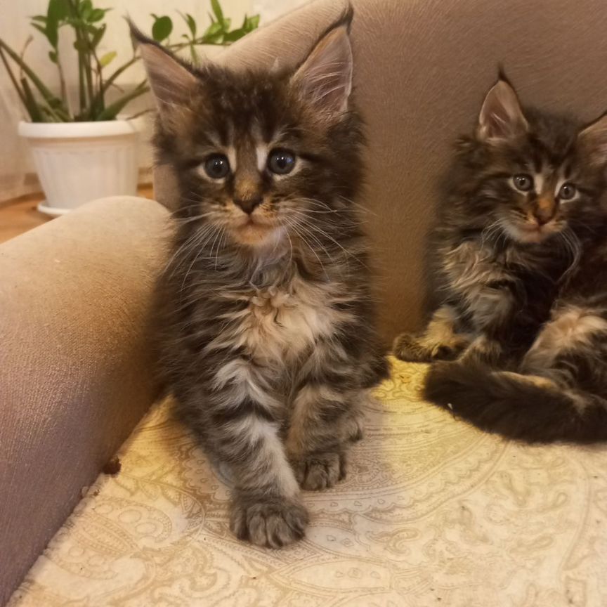 Котята мейн-кун