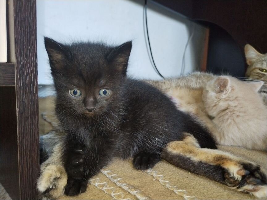 Котята в добрые руки