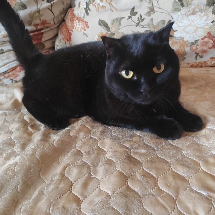 Коты в добрые руки