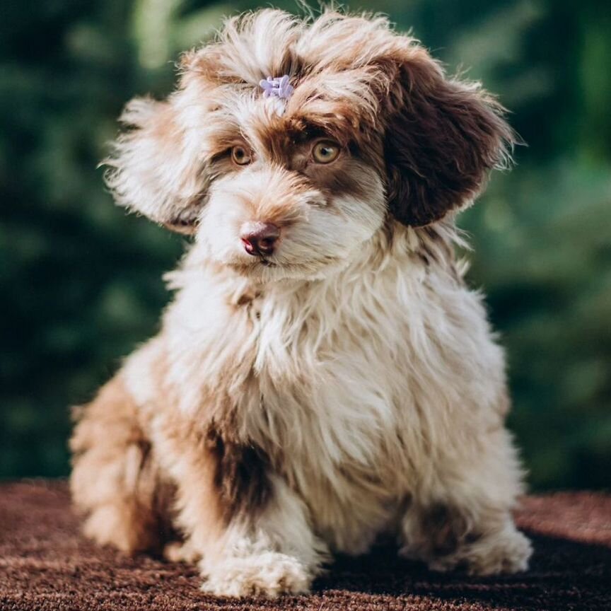 Мальтипу, щенок