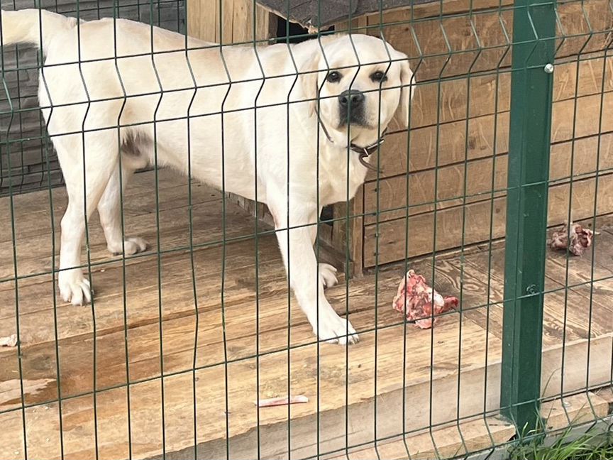 Вязка собак Лабрадор