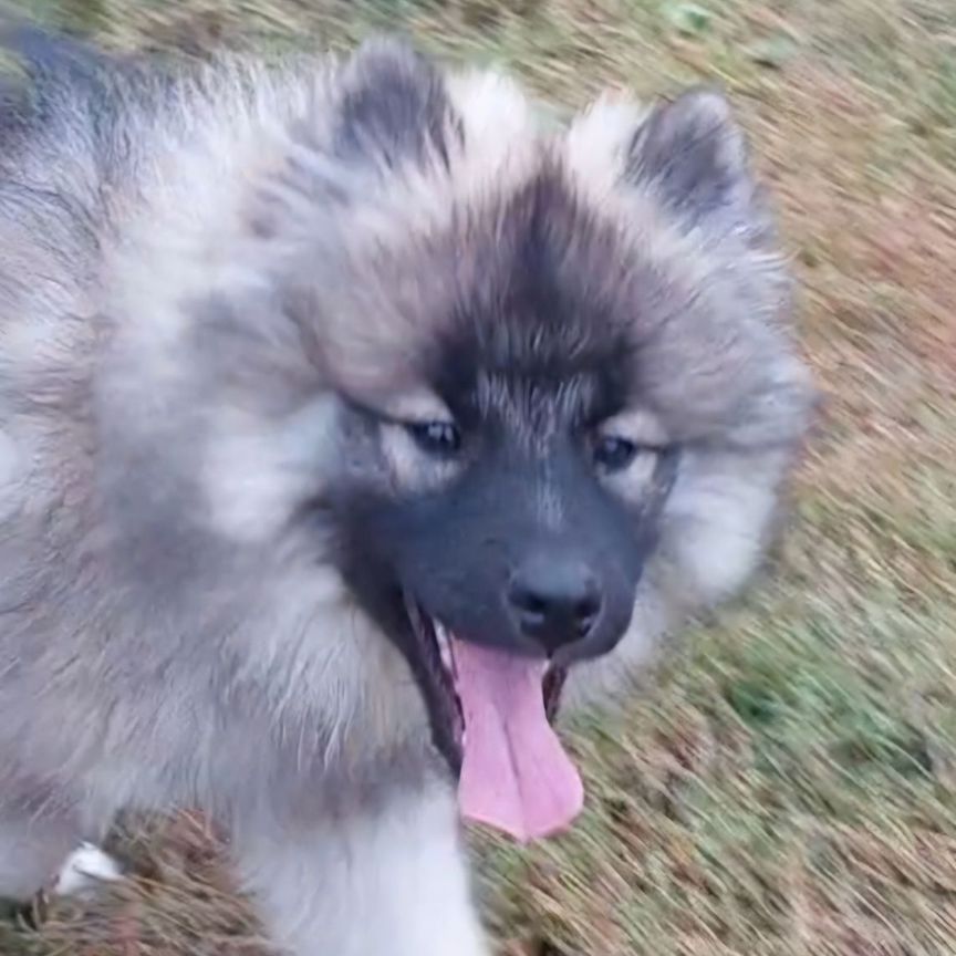 Девочка кеесхонд