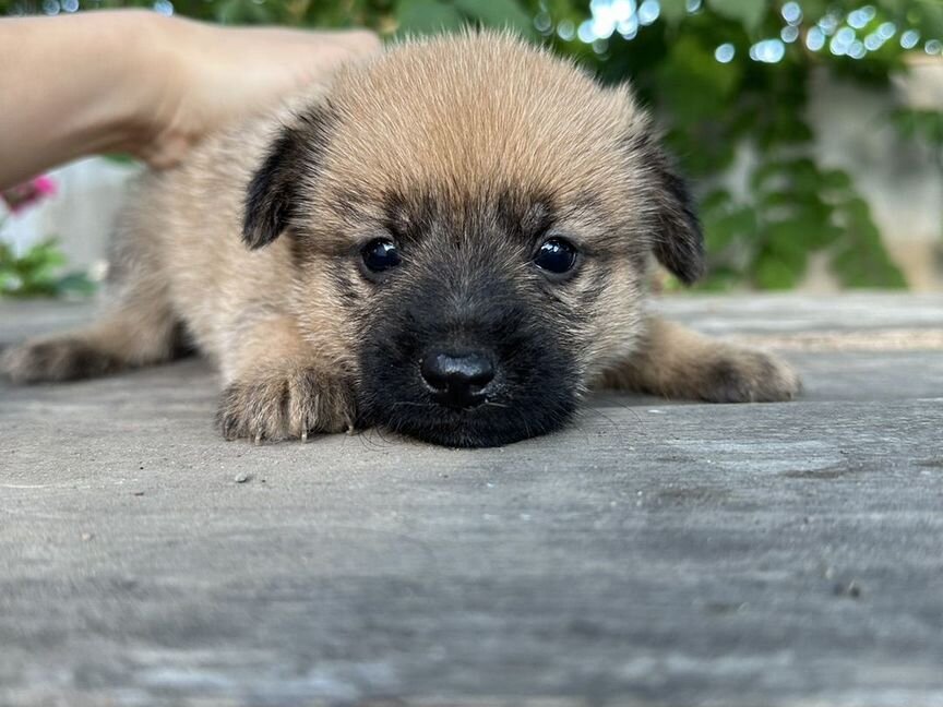 Щенки в добрые руки