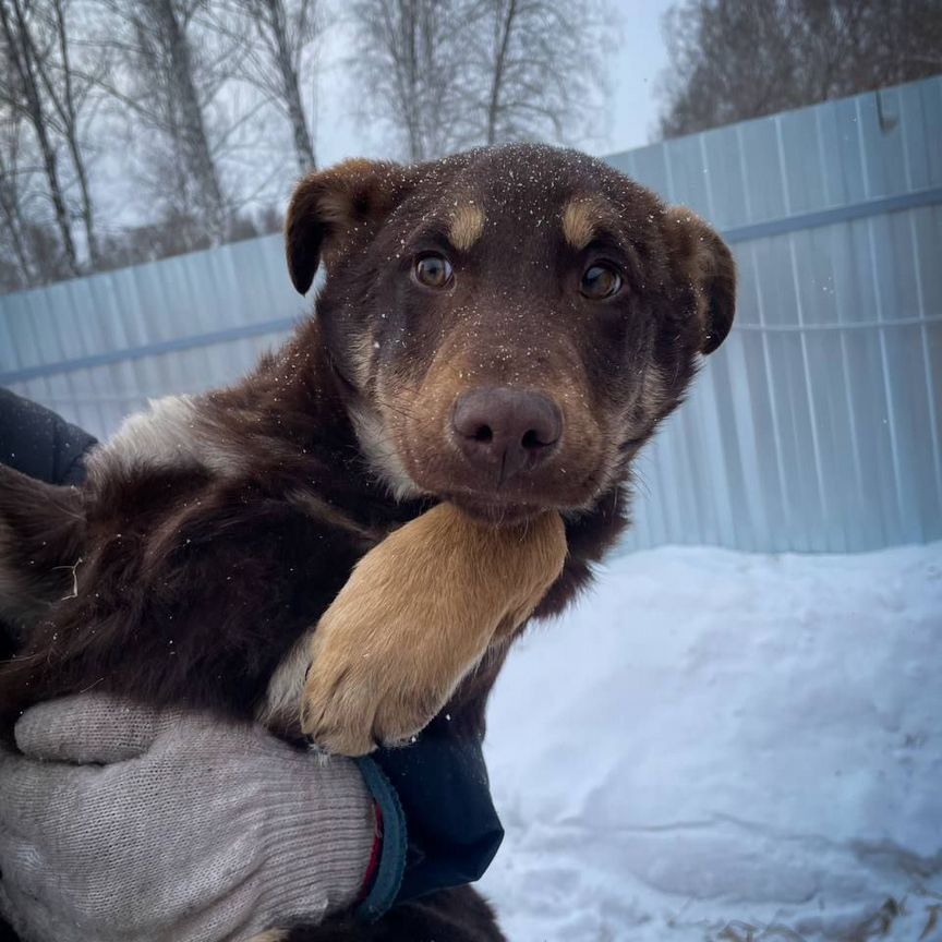 Собака в добрые руки