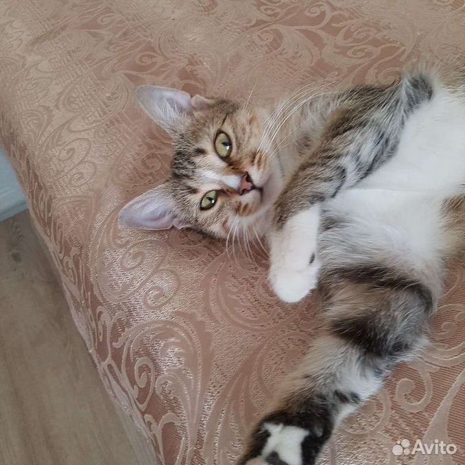 Кошка девочка 4.5 мес в приюте