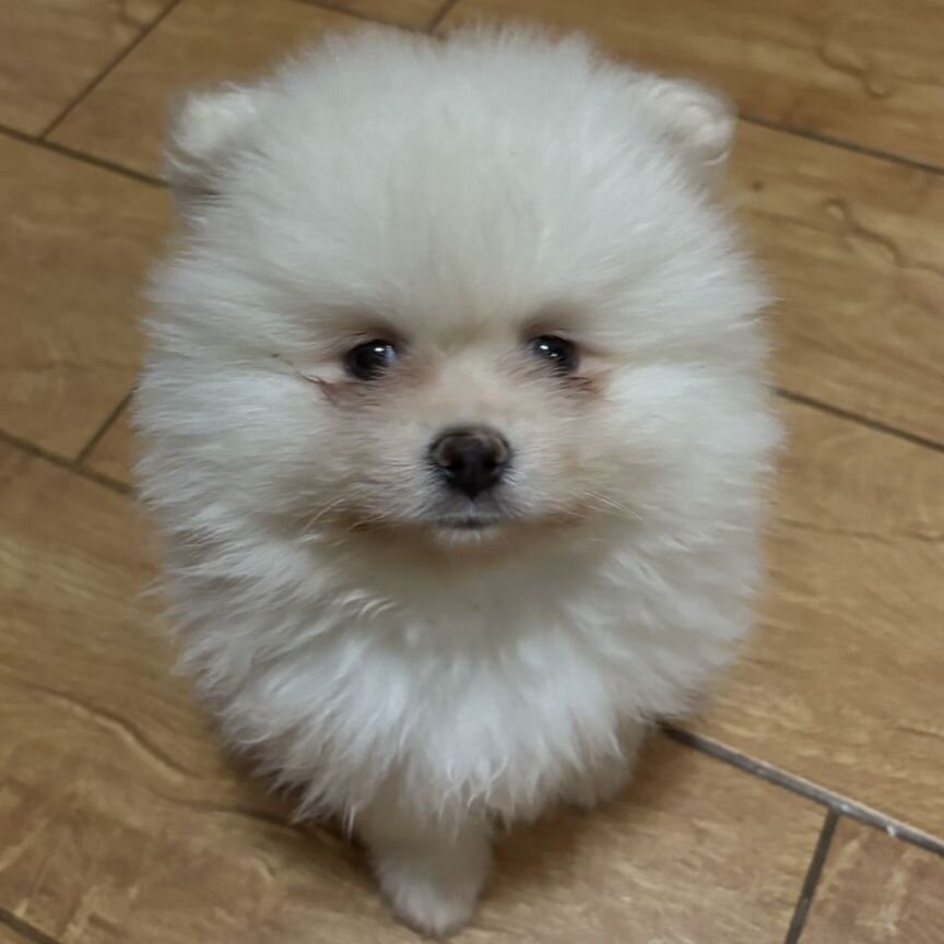 Померанский шпиц, щенок