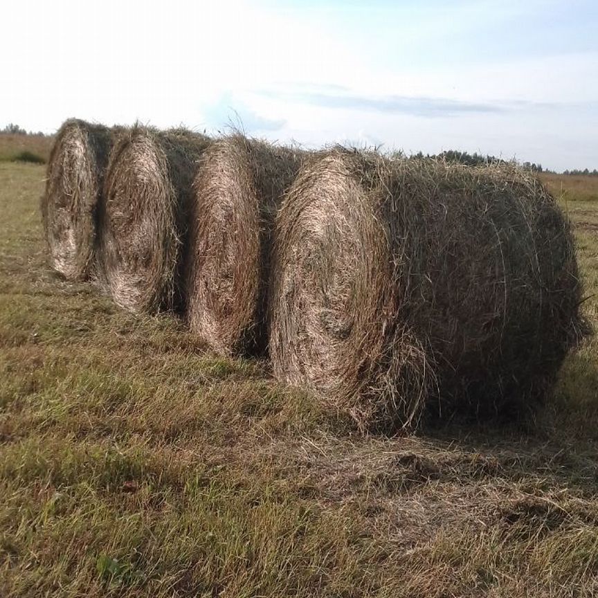 Сено в рулонах 2024 года