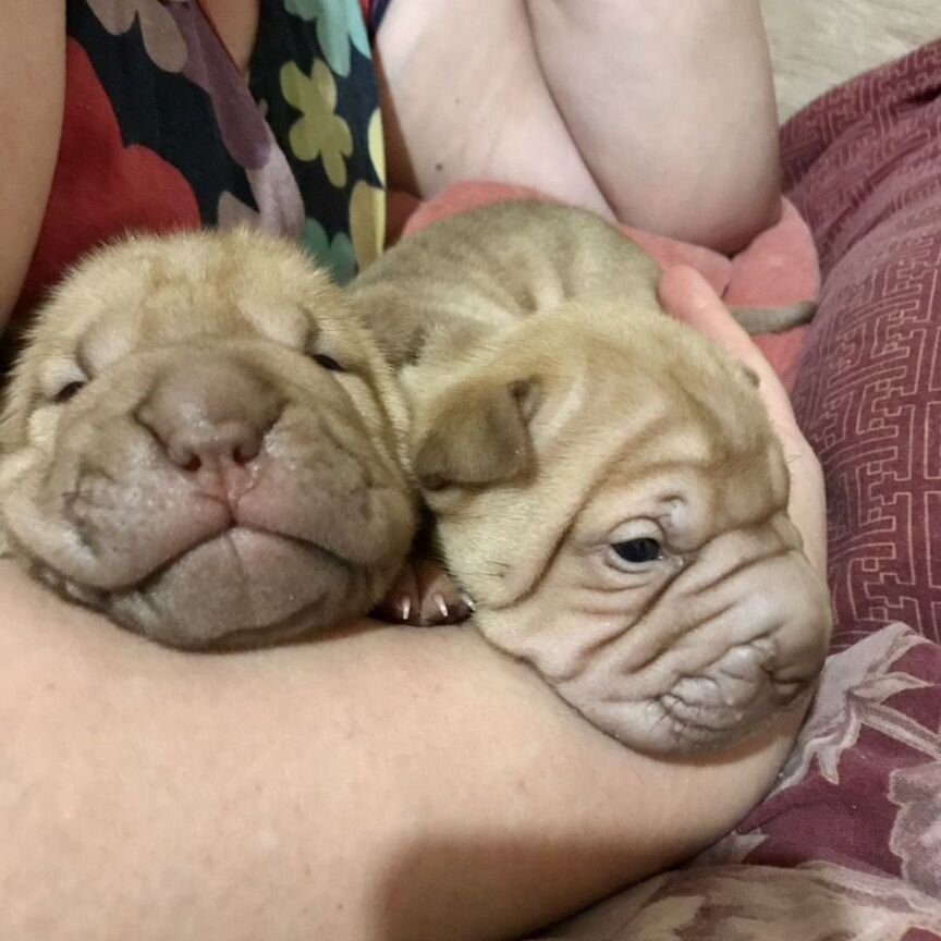 Щенки шарпея