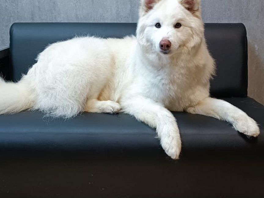 Молоко из приюта