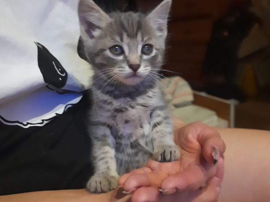 Кот