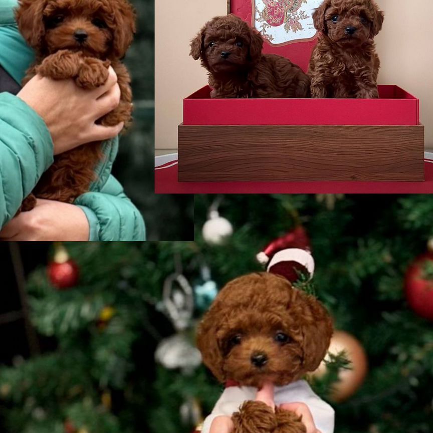 Той-пудель, щенок