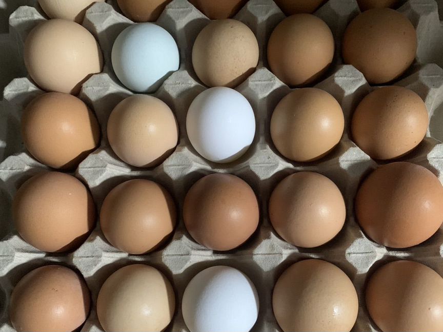 Инкубационное яйцо смешанных пород кур несушек