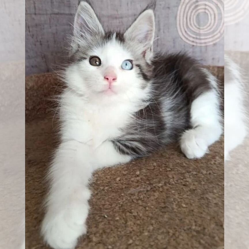 Мейн-кун котёнок
