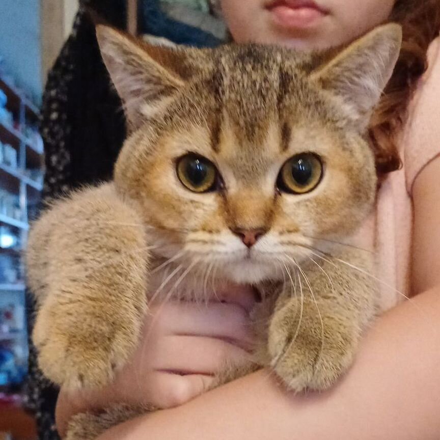 Шотландский котёнок