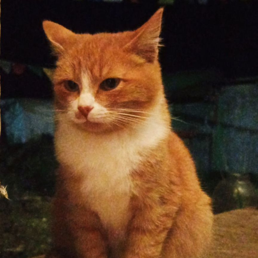 Рыжий котёнок, 4 месяца