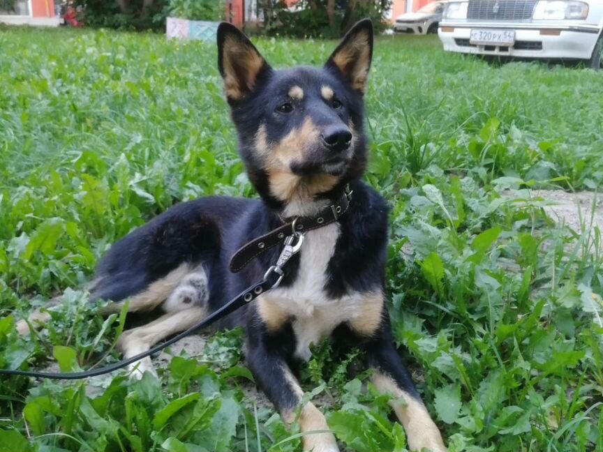 Собака в добрые руки