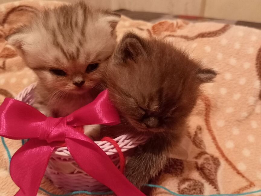 Шотландские котята