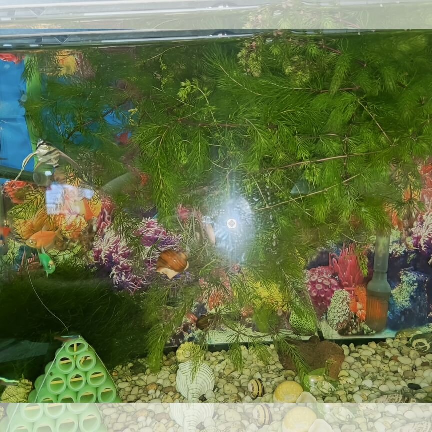 Водоросли для аквариума