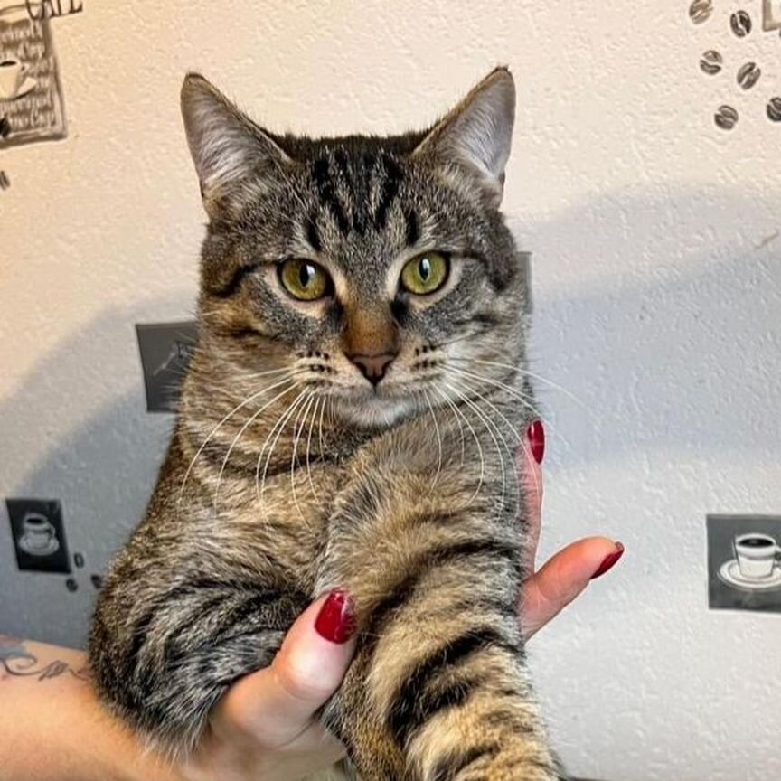 Котик в добрые руки