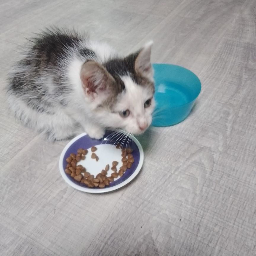Котенок в добрые руки