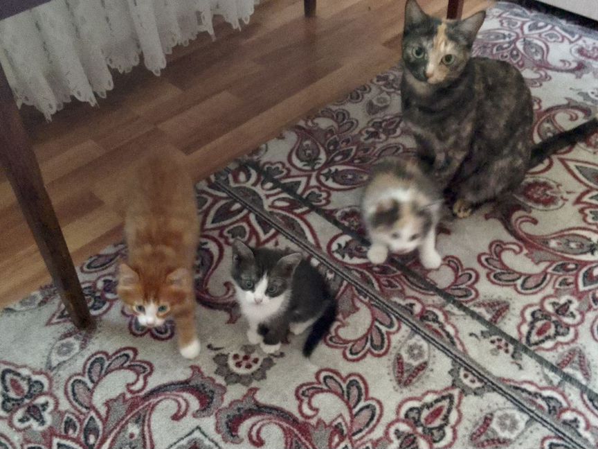 Отдам котят в добрые руки