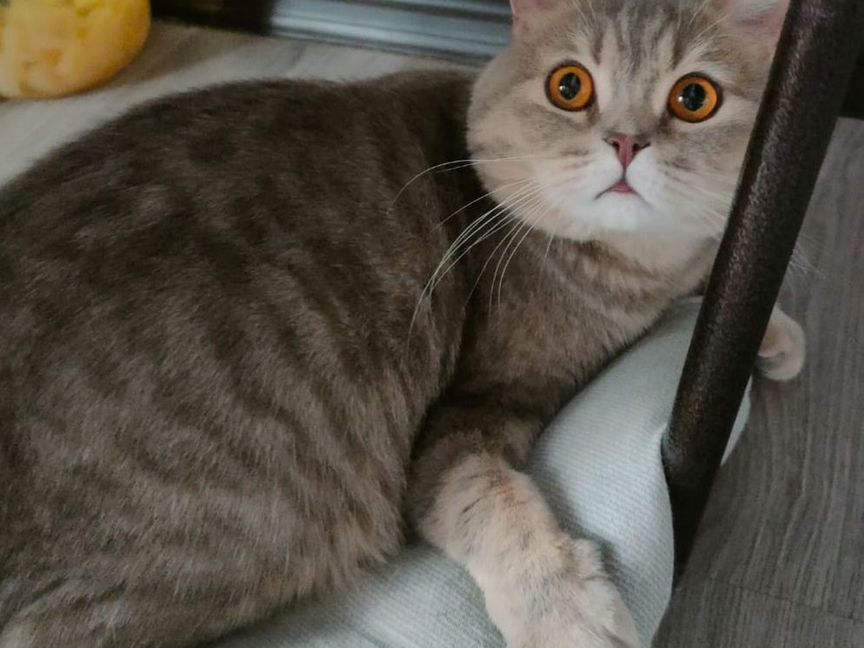 Британский кот